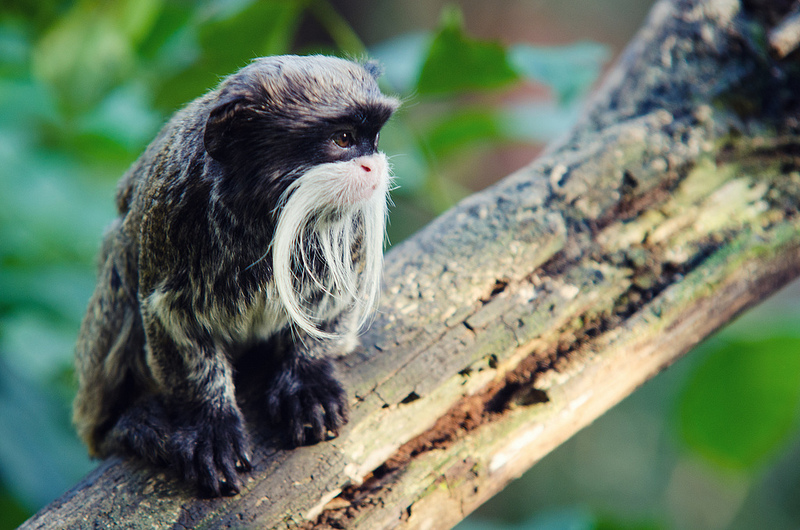 Monkeys In London: Everything You Need To Know | Londonist