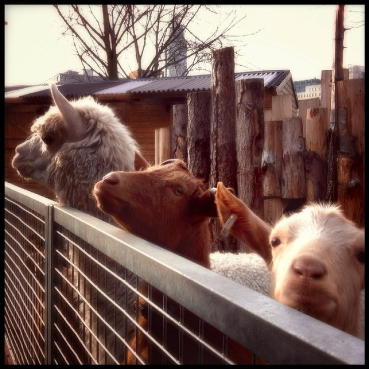 London's Cutest City Farms | Londonist