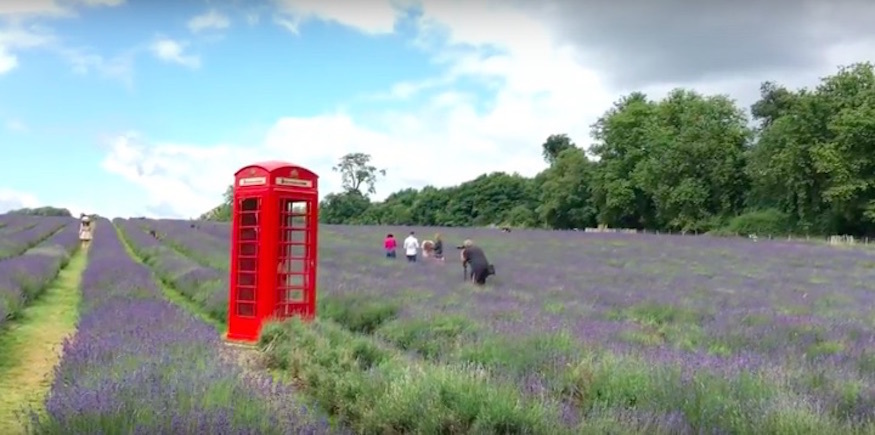 Video: London's Lavender Fields | Londonist