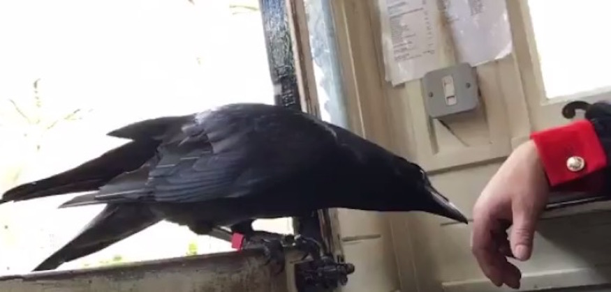 Cute Tower Raven Pecks Keeper For Attention | Londonist