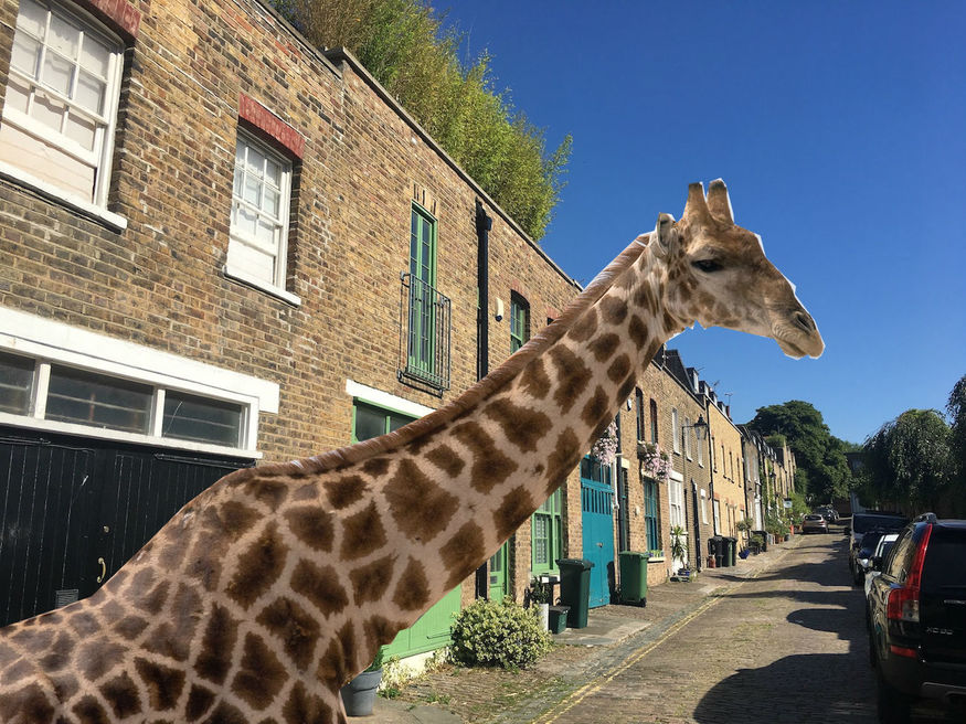 When A Giraffe Lived Behind A North London Pub | Londonist