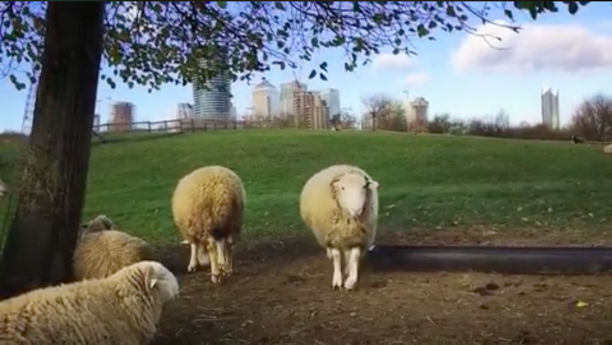 Here Is Why You Should Definitely Pay Mudchute Farm A Visit | Londonist