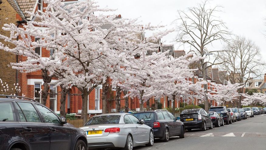 10 Stunning Trees To Enjoy In London While You're Having A Pint | Londonist