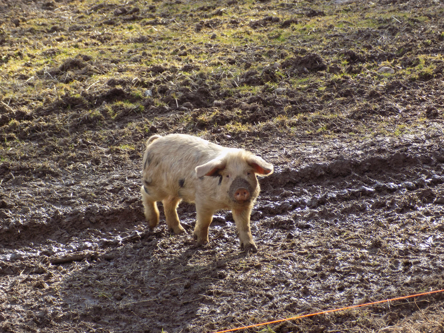 This Farcical North London Tradition Involves Kicking A Pig Out Of A ...