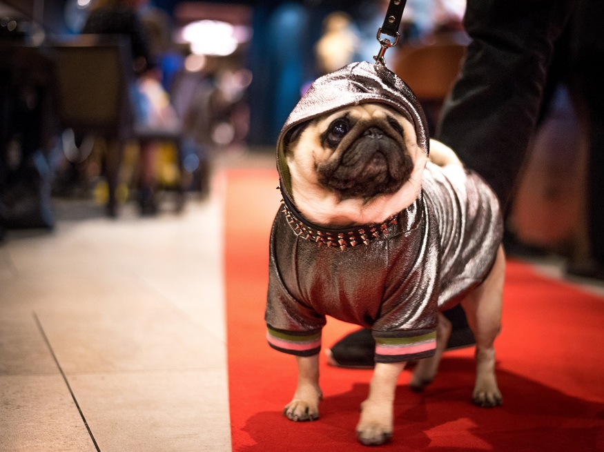 In Pictures: London Dog Week 2019 | Londonist