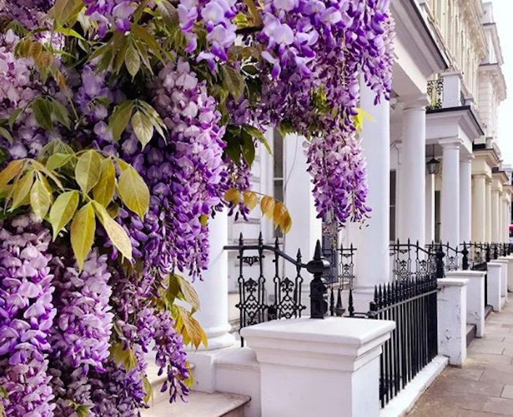 Wisteria Hysteria Season Has Arrived In London - Check Out These ...