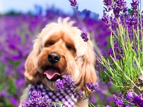 14 Fantastic Photos Of London's Dogs Embracing The Heatwave | Londonist