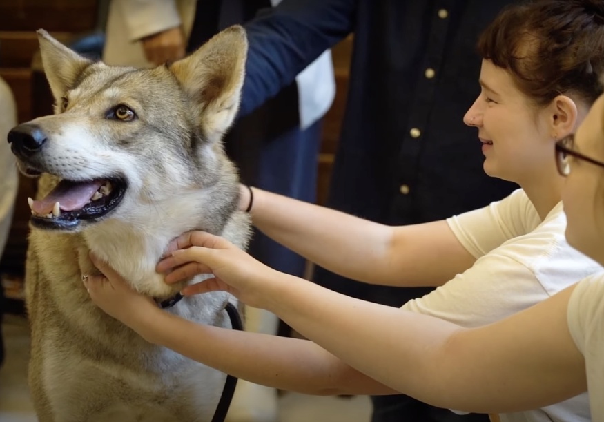 Life Drawing With Wolves | Londonist