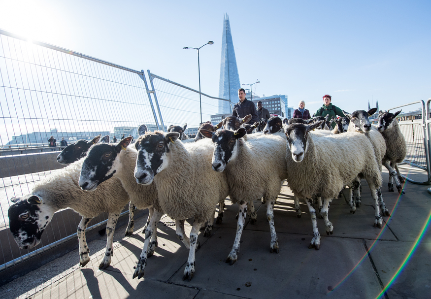 London Sheep Drive 2024 | Londonist