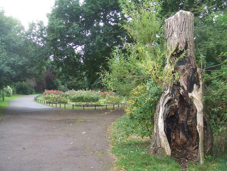 The Lost Great Trees Of London | Londonist