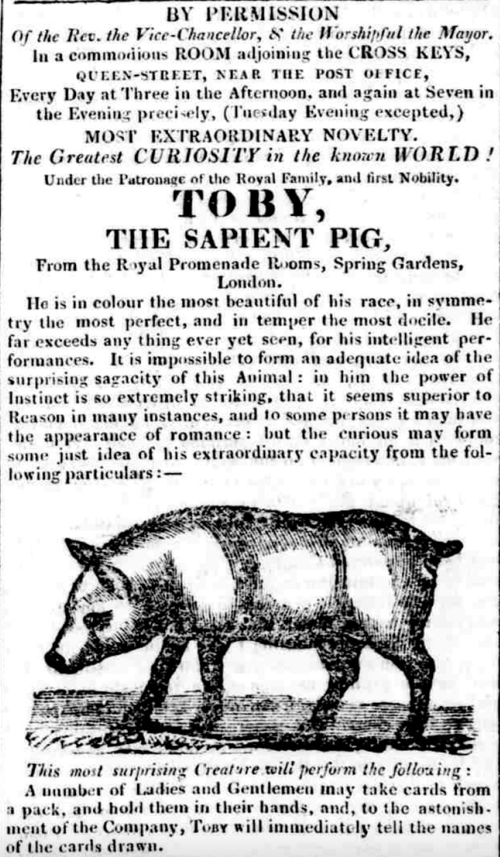 Toby, London's Sapient Pig | Londonist