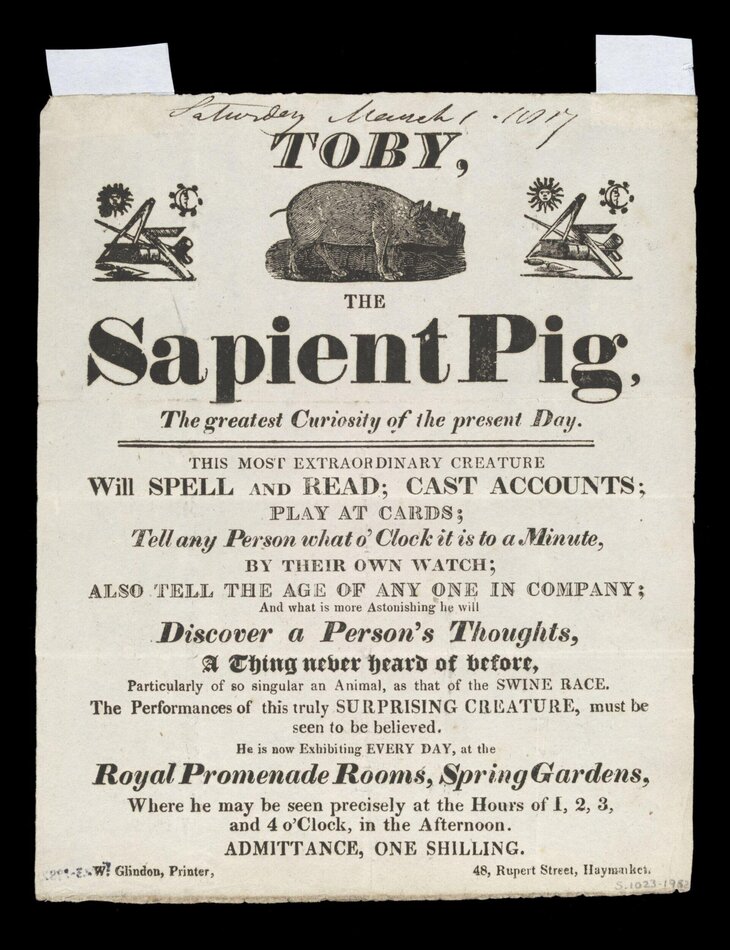 Toby, London's Sapient Pig | Londonist