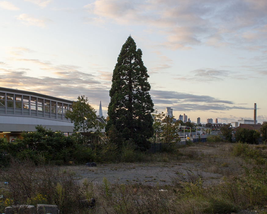 10 Magnificent London Trees To Seek Out | Londonist