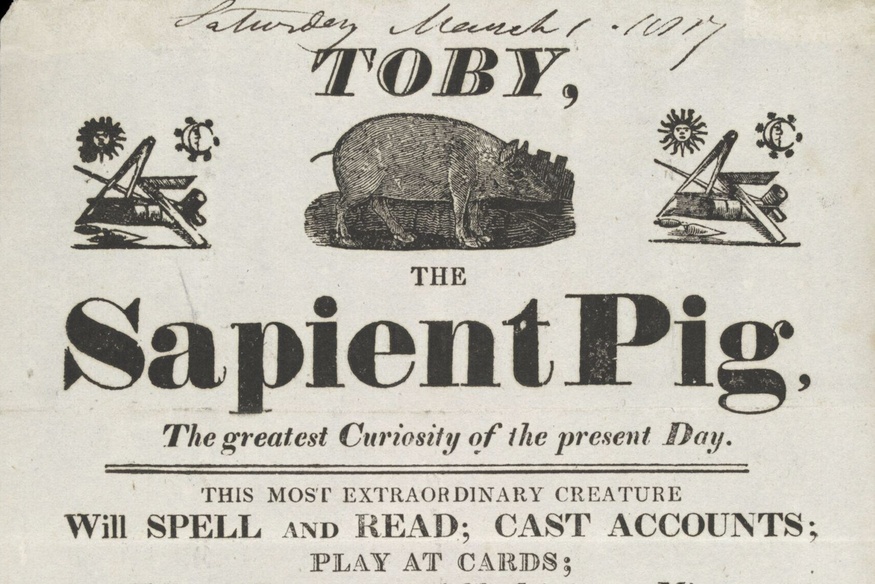 Toby, London's Sapient Pig | Londonist