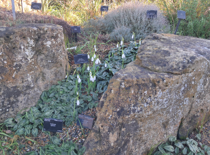 Where And When To See Snowdrops In London This Year | Londonist