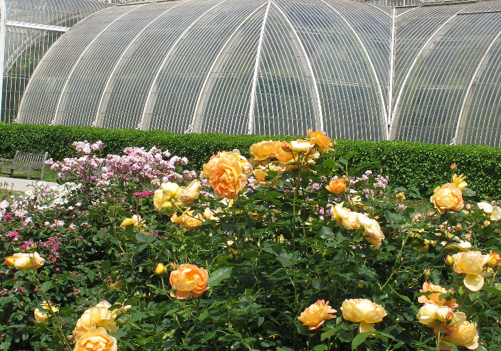 London's Best Rose Gardens: 8 Beautiful Places To See Roses In 2026 ...